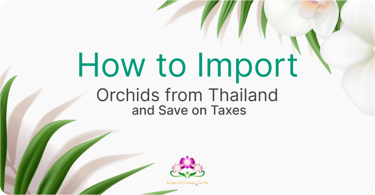 Wholesale Thai Orchid Flowers & Orchid Decor - Thai Orchids Farm