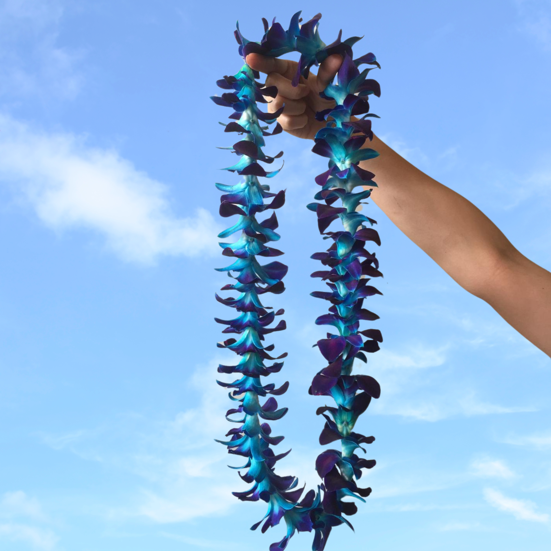 Wholesale Thai Orchid Flowers & Orchid Decor - Thai Orchids Farm