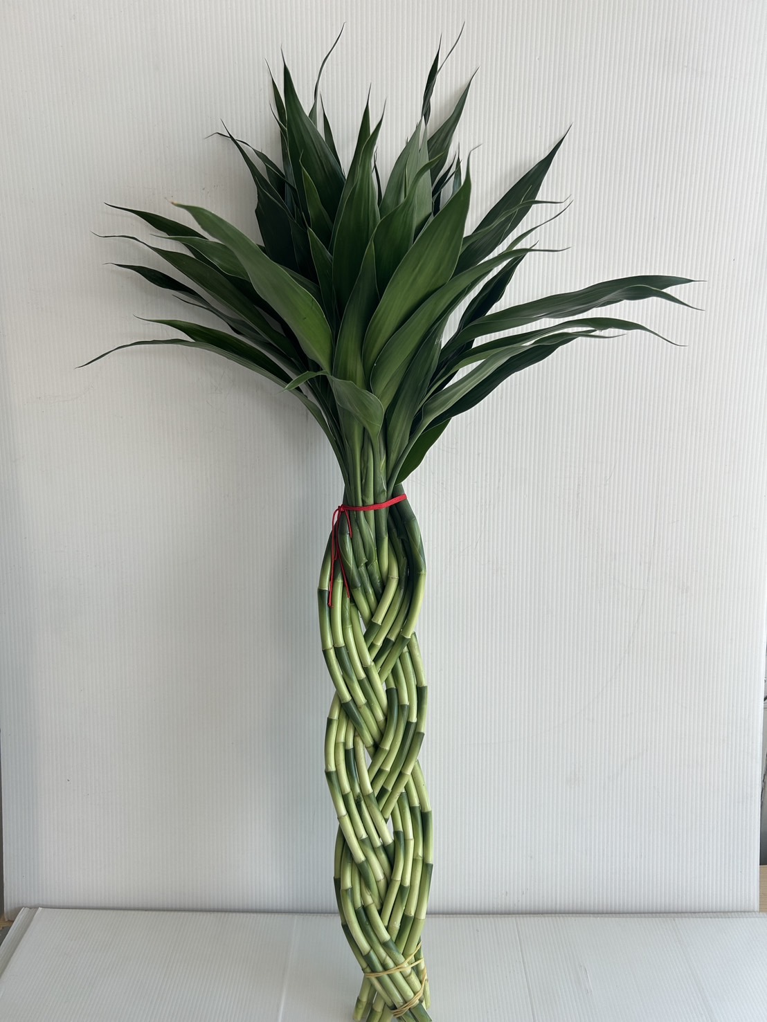 Braided Lucky Bamboo – Buy Decorative Tropical Plants Online 🌿